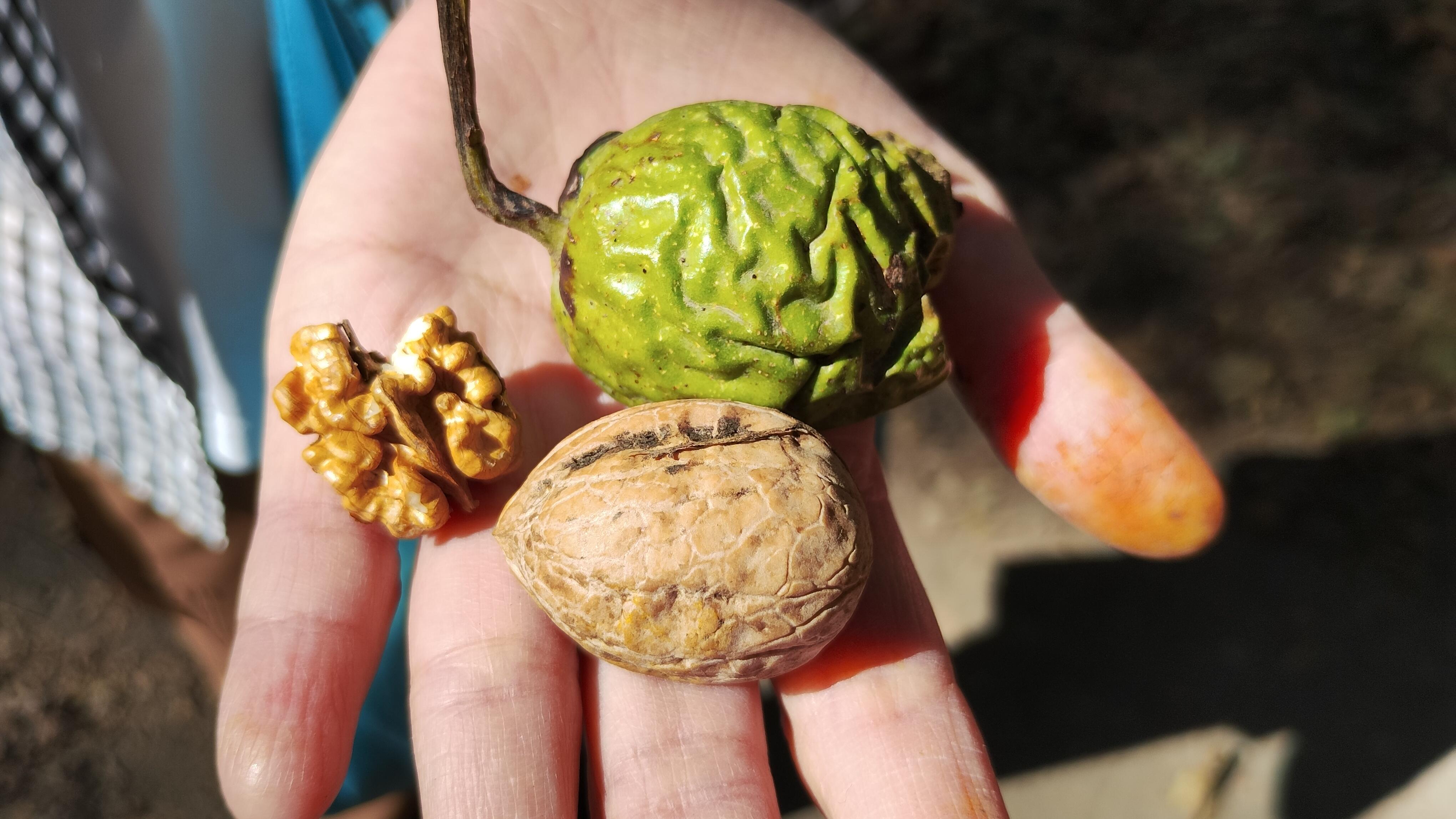 世界最大のクルミの森へ行ってきた！ | キルギス共和国便り（キルギス共和国事務所） | JICA海外協力隊の世界日記